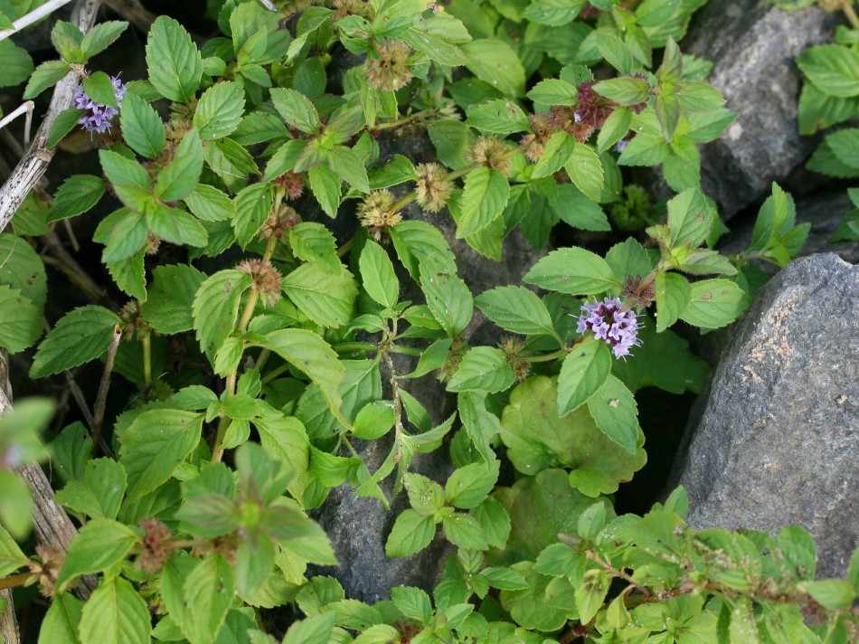 Culinary Herbs as Home Remedies: Mint