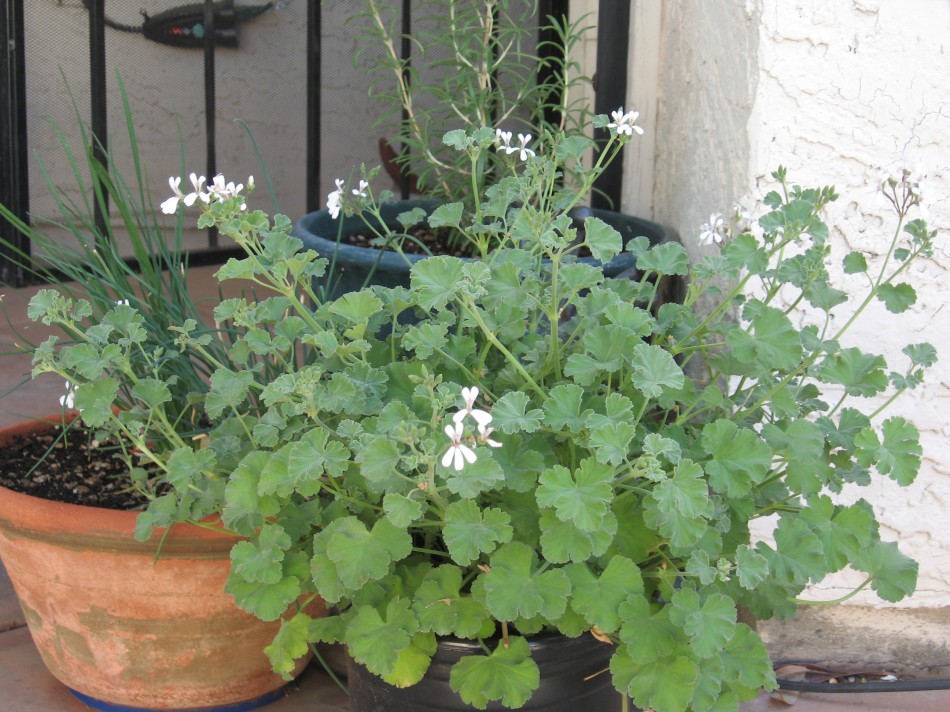 Scented Geraniums Outlasting Desert Summers