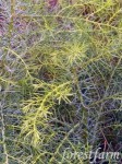 Two Unusual Chartreuse Evergreen Trees or Shrubs