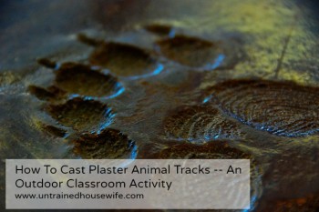 How to Cast Plaster Animal Tracks — An Outdoor Classroom Activity