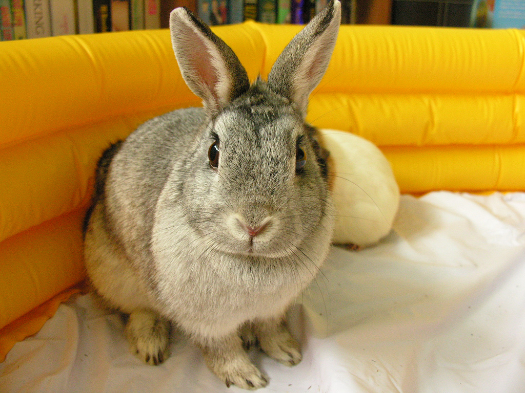 What a Rabbit Needs to Be Healthy